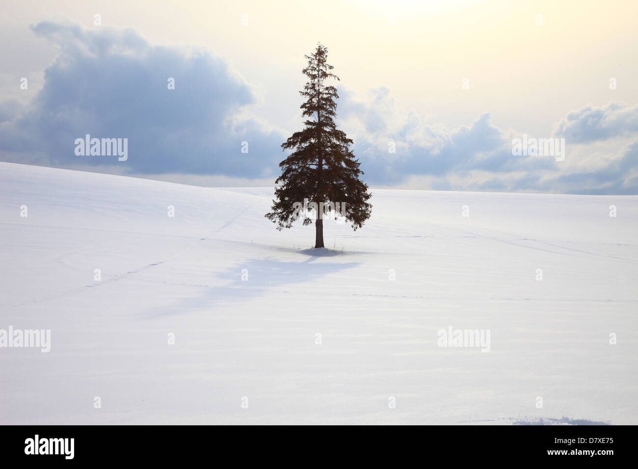 Pine tree, Hokkaido Stock Photo - Alamy