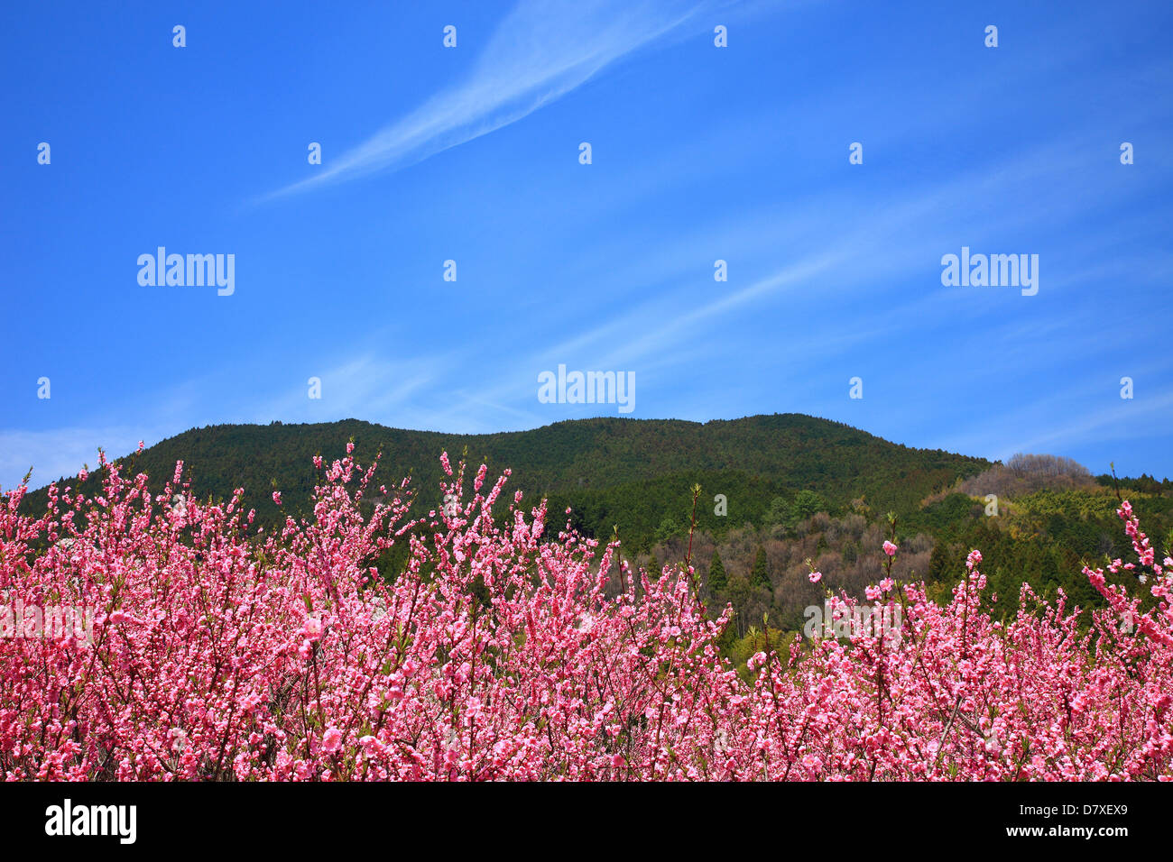 Peach blossoms in Uda, Nara Prefecture Stock Photo - Alamy