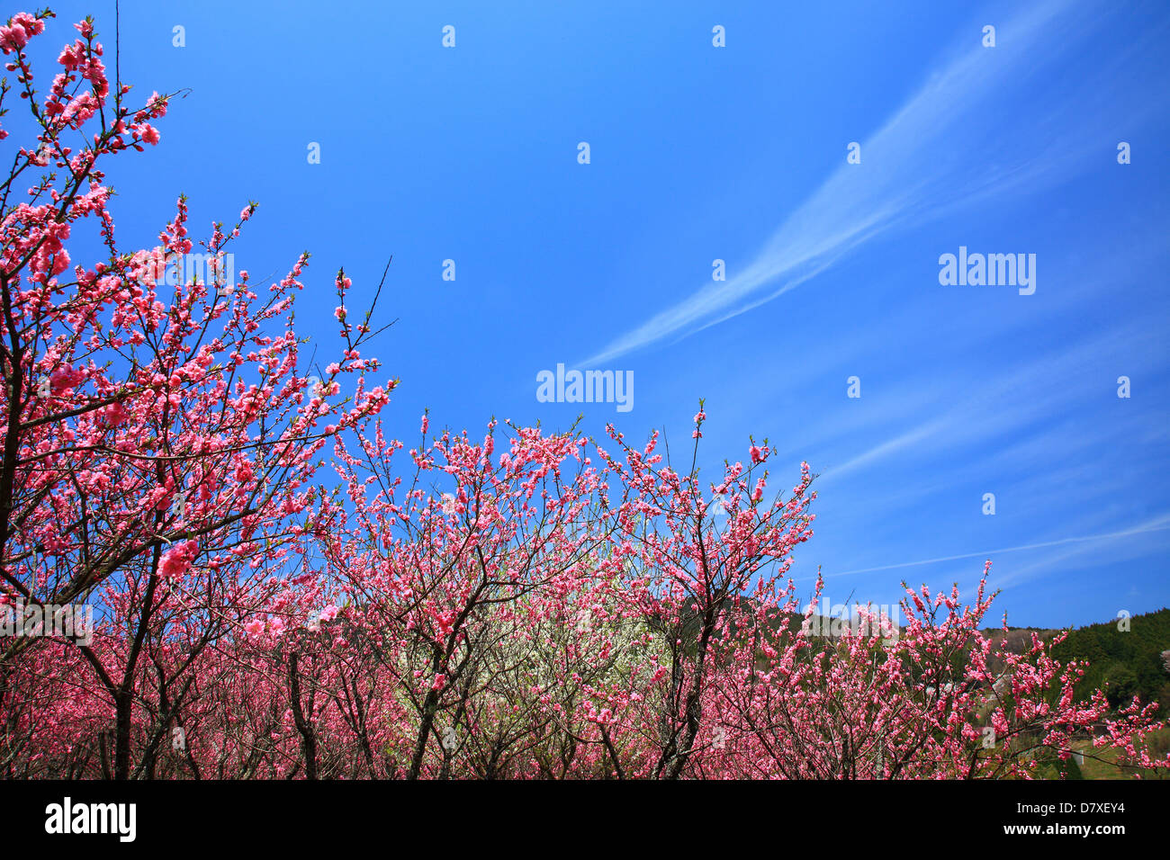 Uda city hi-res stock photography and images - Alamy