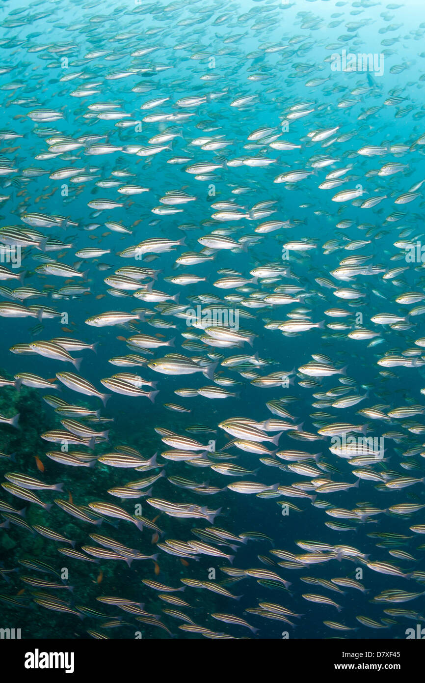 Grunts group hi-res stock photography and images - Alamy