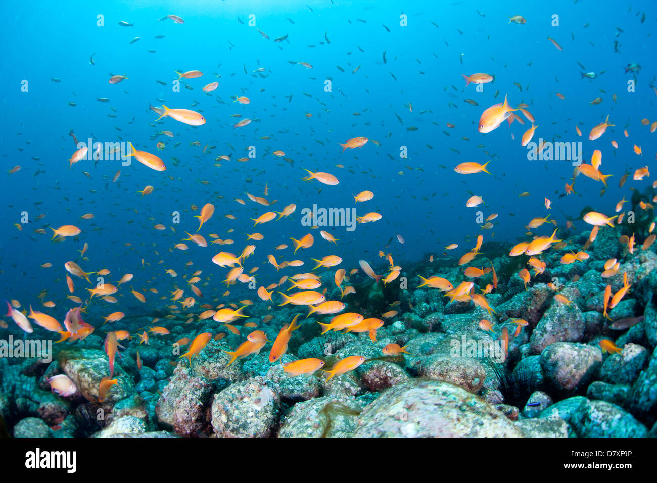 Jewel perches hi-res stock photography and images - Alamy