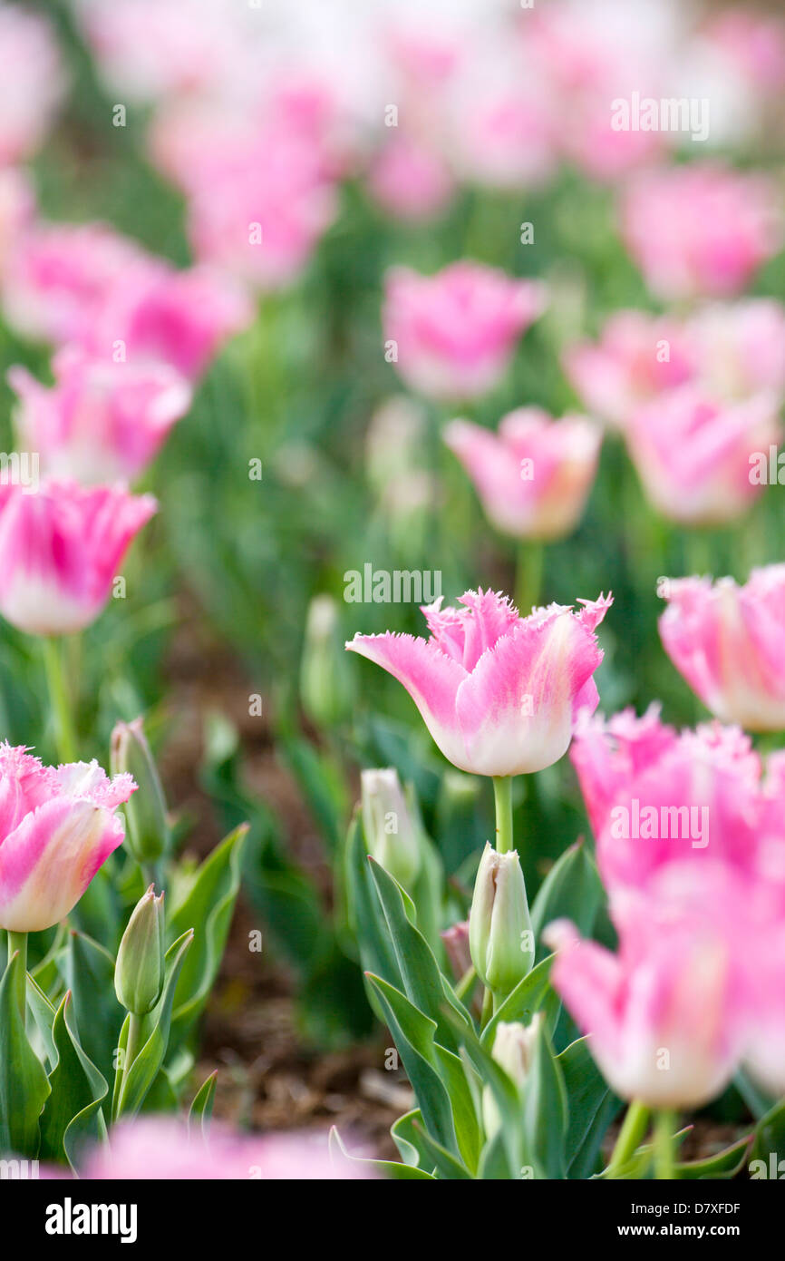 Group of pink tulips hi-res stock photography and images - Alamy
