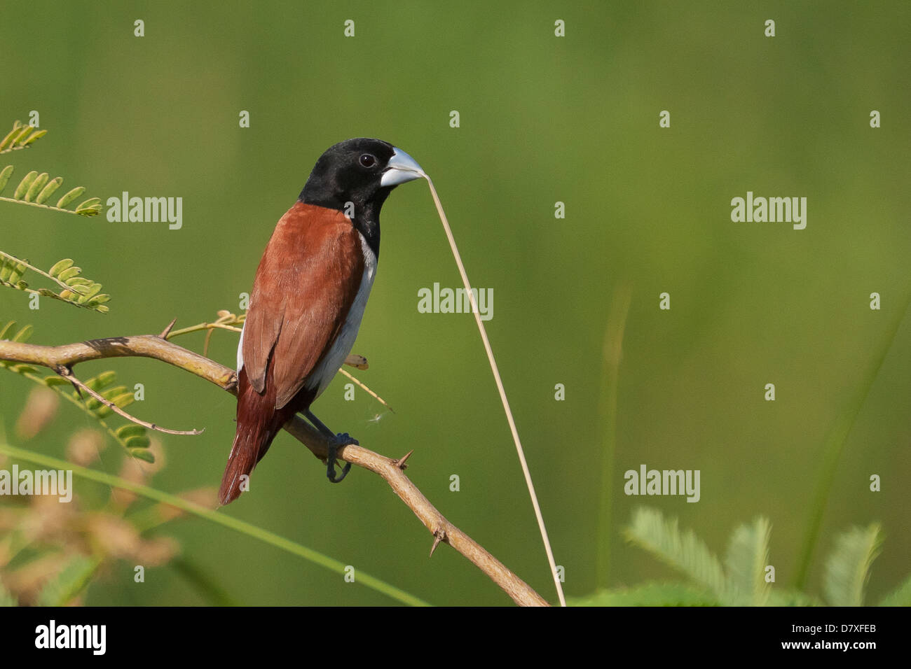 Tricoloured Munia (Lonchura malacca) or Black-headed Munia Stock Photo ...