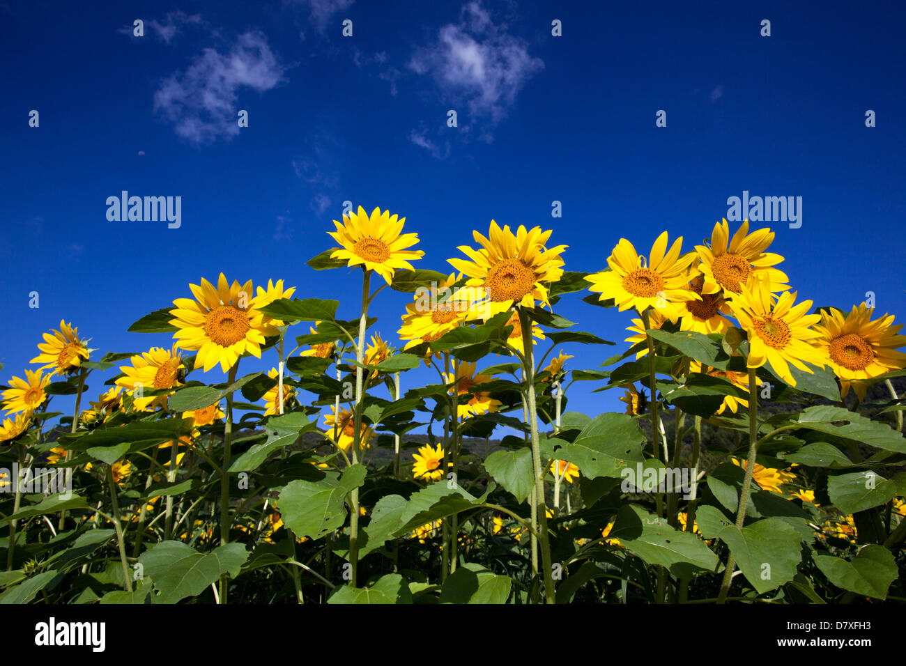 Sunflowers and blue sky Stock Photo - Alamy
