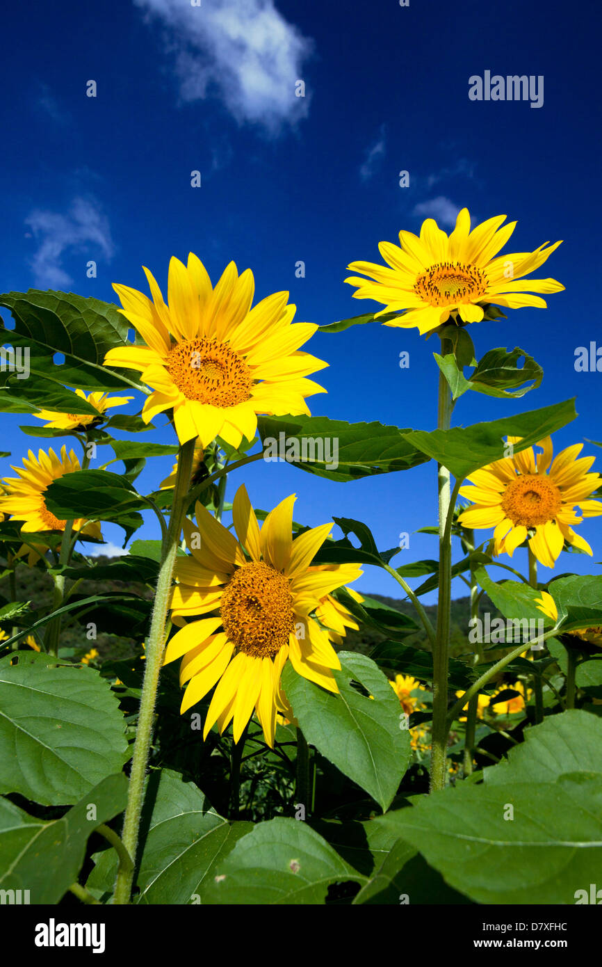 Sunflowers and blue sky Stock Photo - Alamy