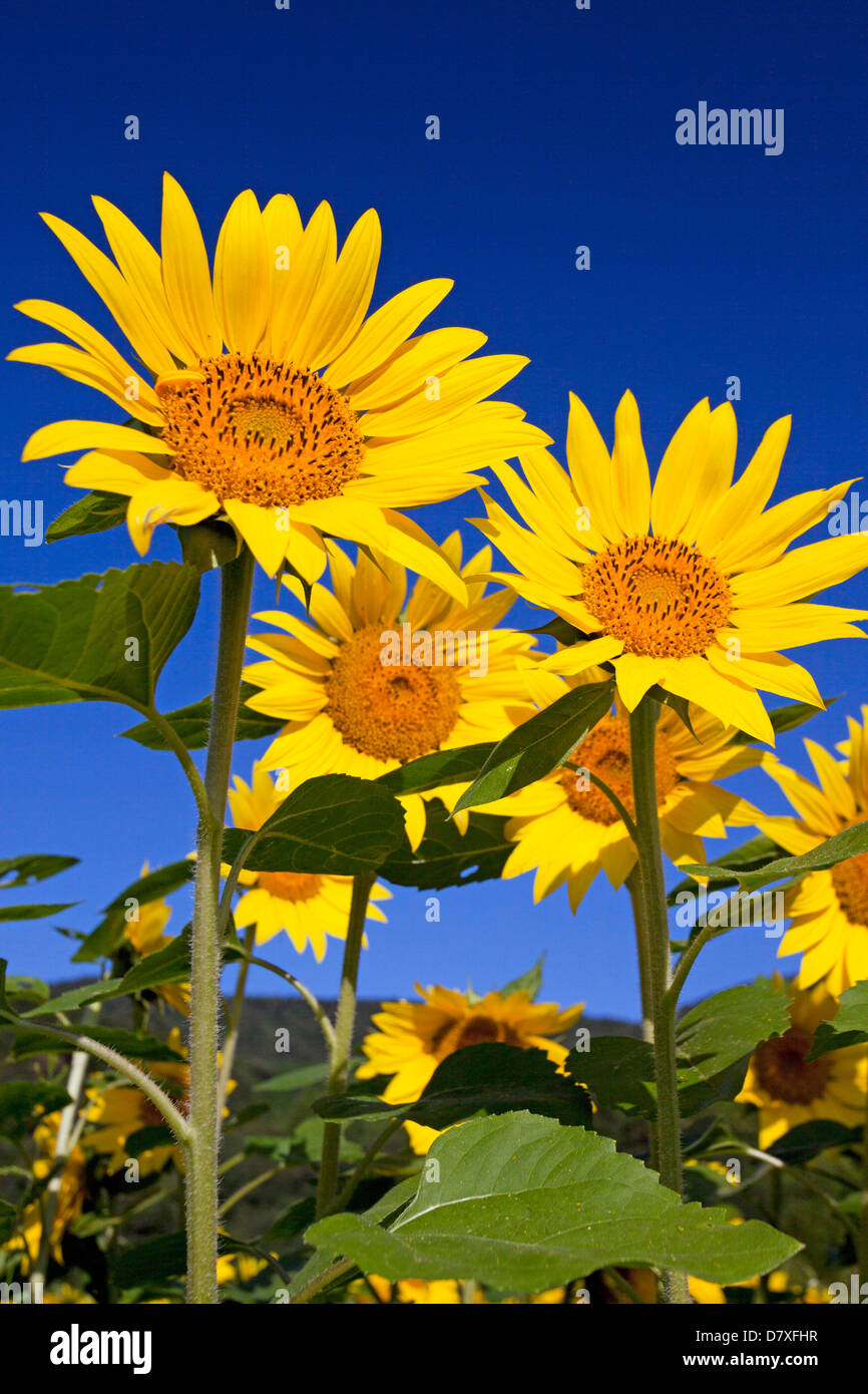 Sunflowers and blue sky Stock Photo - Alamy