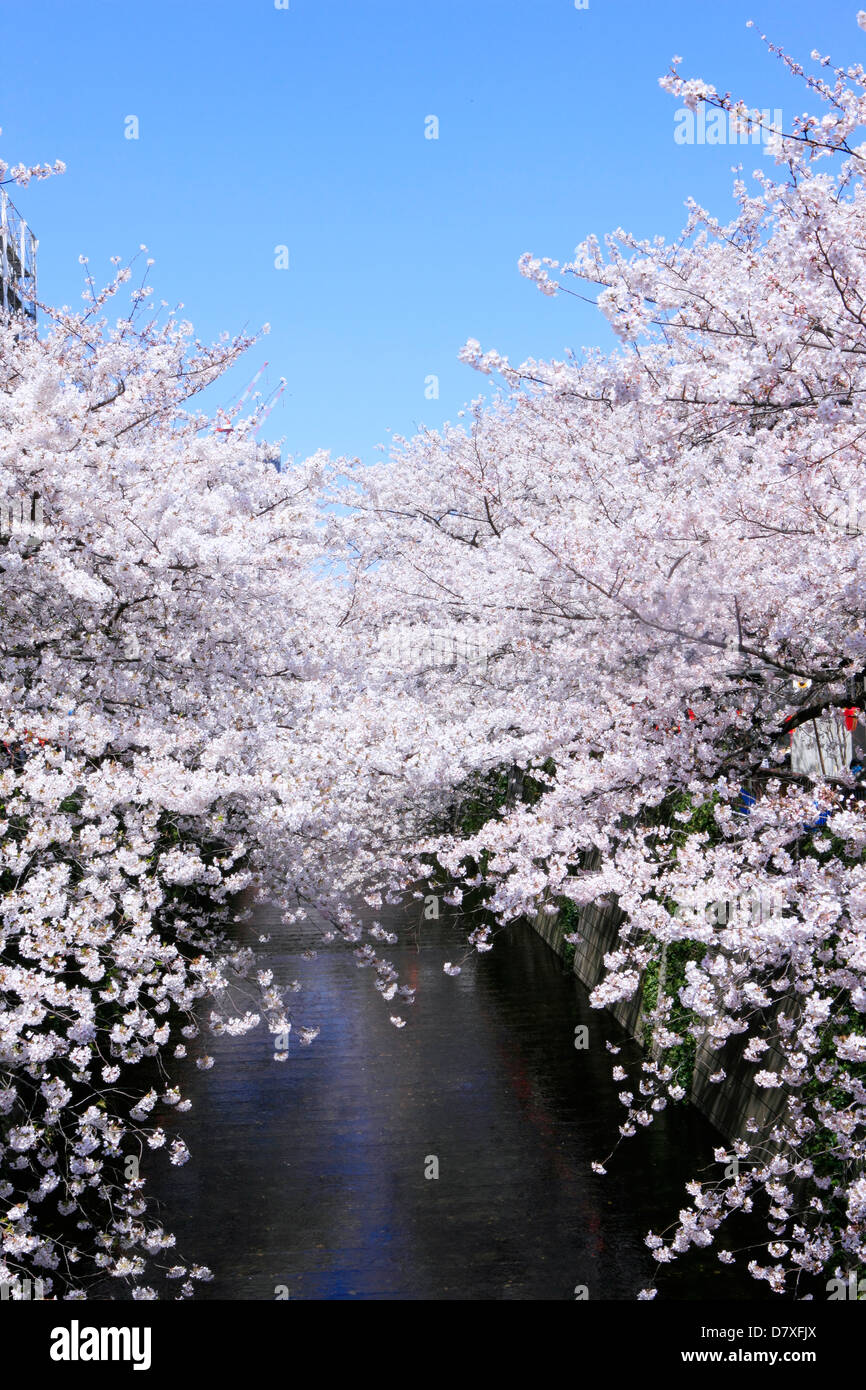 Pink cherry blossom trees line hi-res stock photography and images - Alamy