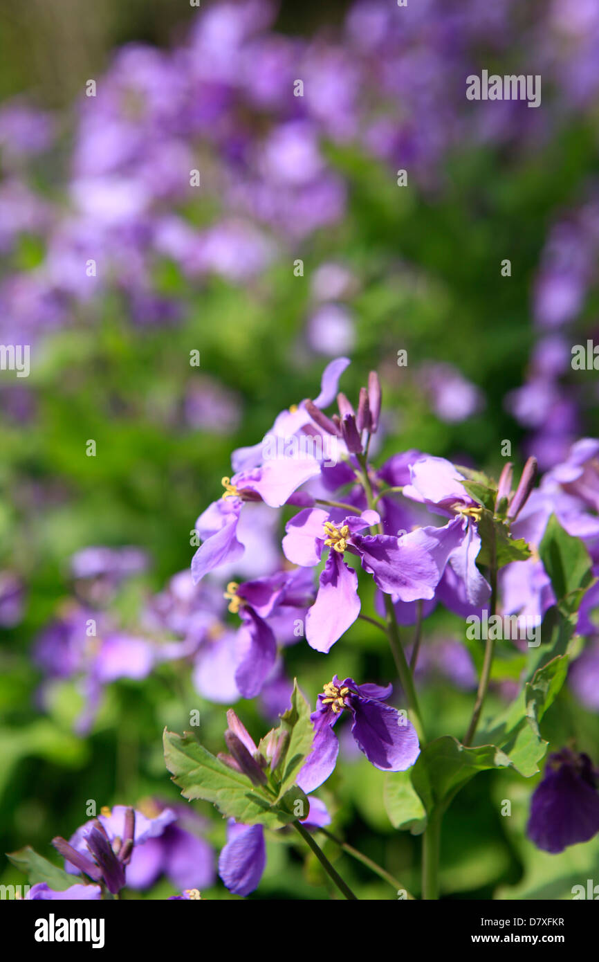 Radish flowers hi-res stock photography and images - Alamy