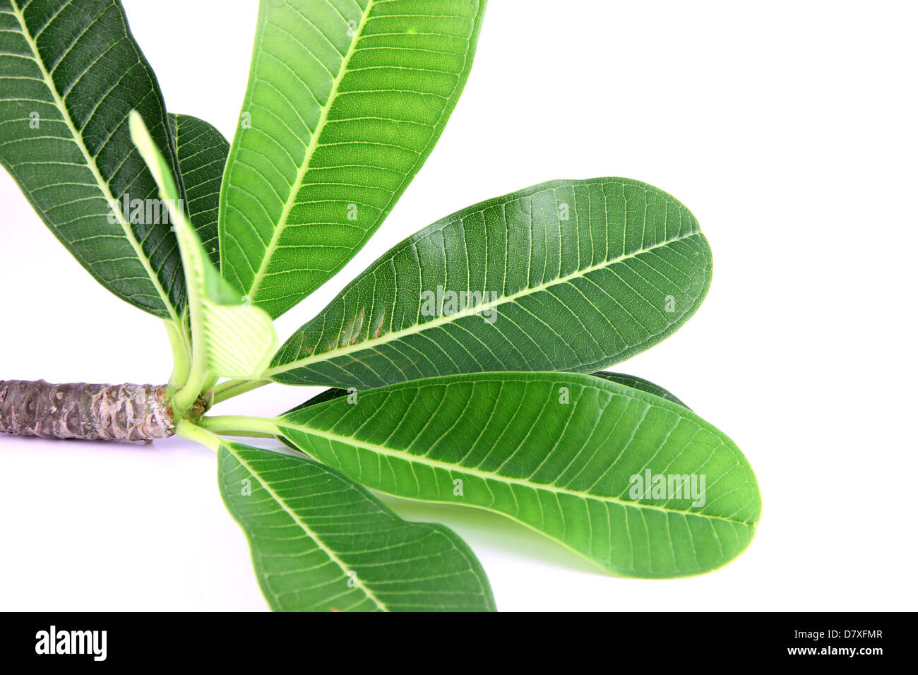 Green leaves of the frangipani on the white background Stock Photo - Alamy