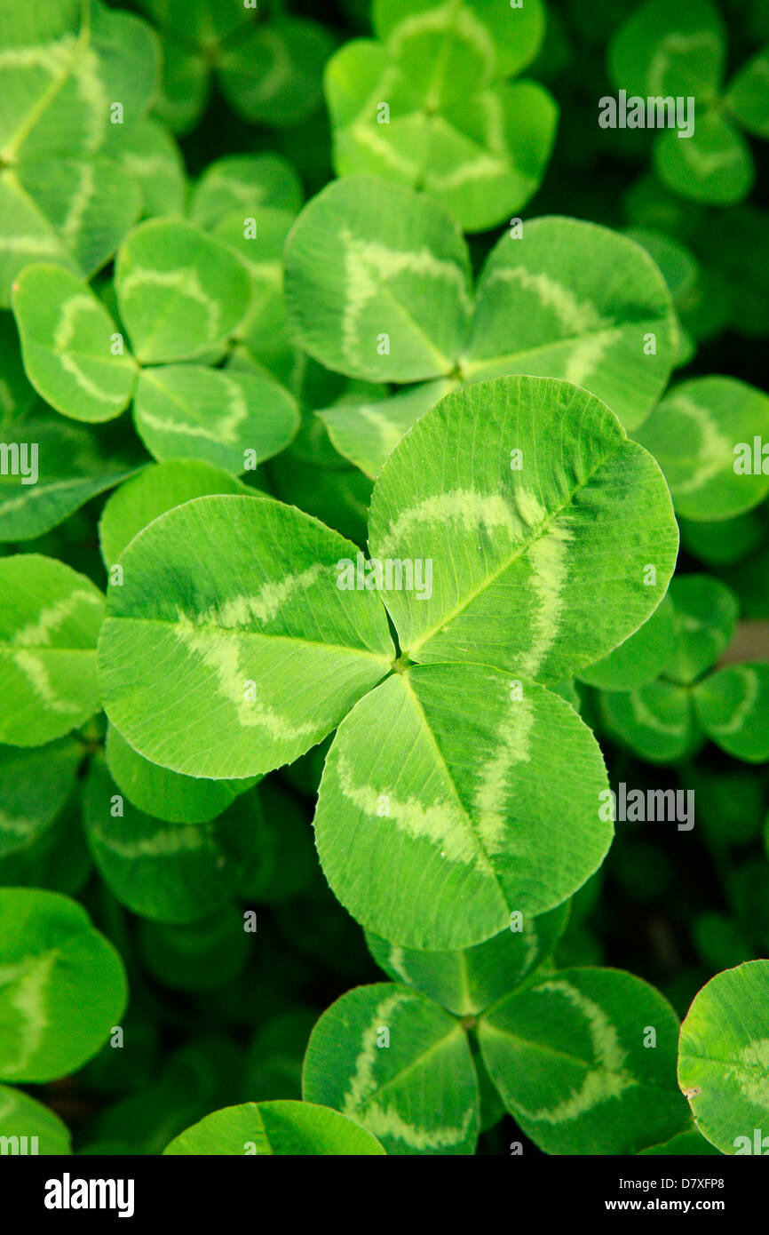 Three leaf clover hi-res stock photography and images - Alamy