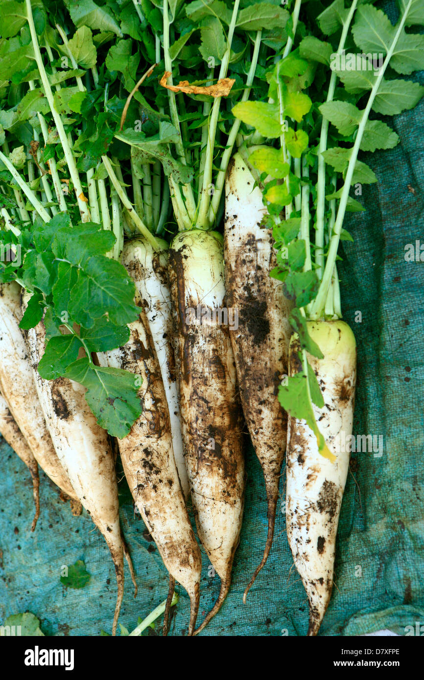 Mud radish hi-res stock photography and images - Alamy