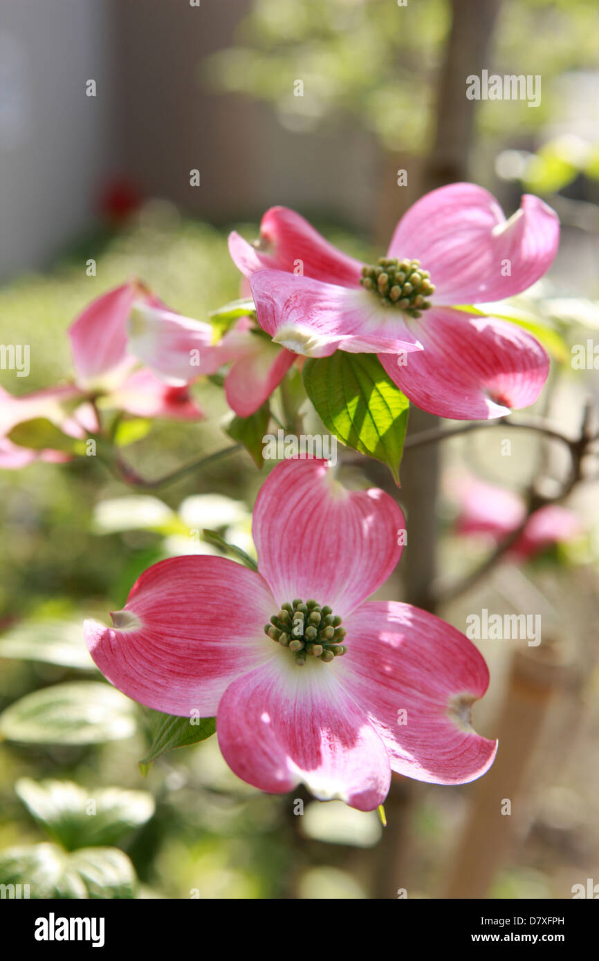 Japan dogwood hi-res stock photography and images - Alamy