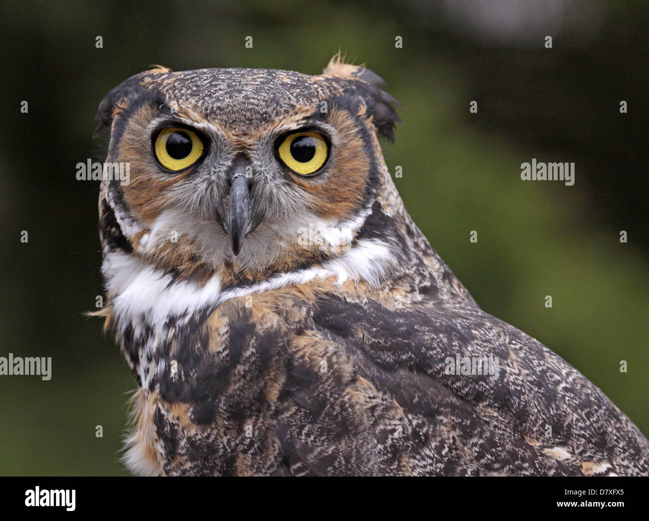 Back owls hi-res stock photography and images - Alamy