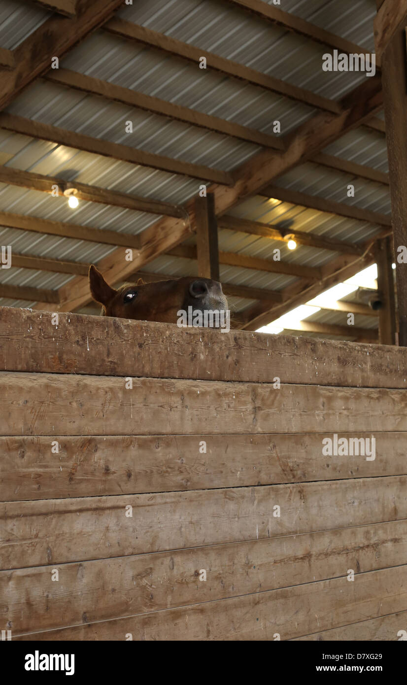 A horse peaking over the top of his stall Stock Photo - Alamy