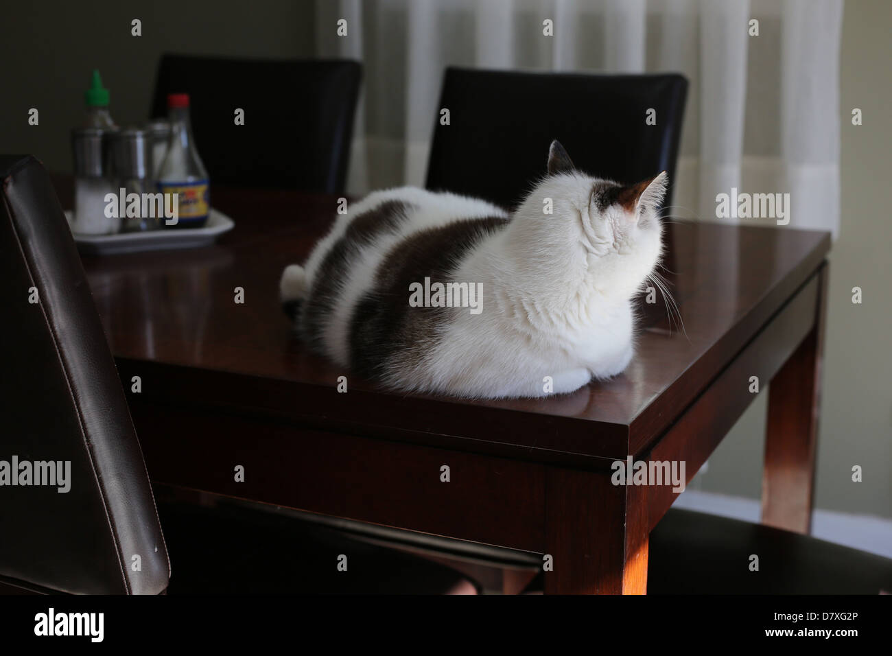 A cat lying down on a dining table Stock Photo - Alamy