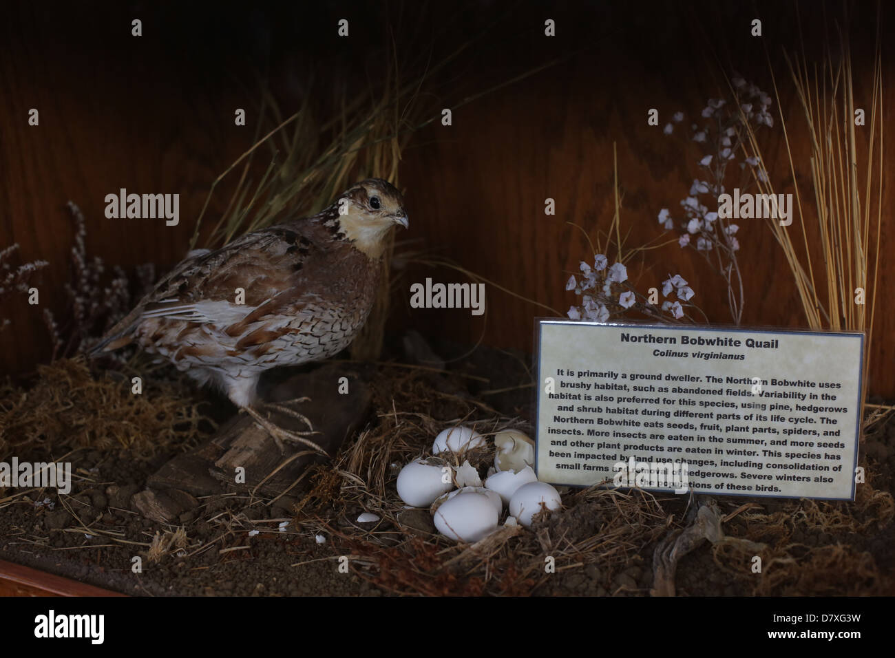 A stuffed bobwhite quail in a display Stock Photo - Alamy
