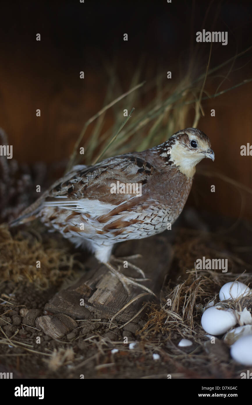 A stuffed bobwhite quail in a display Stock Photo - Alamy