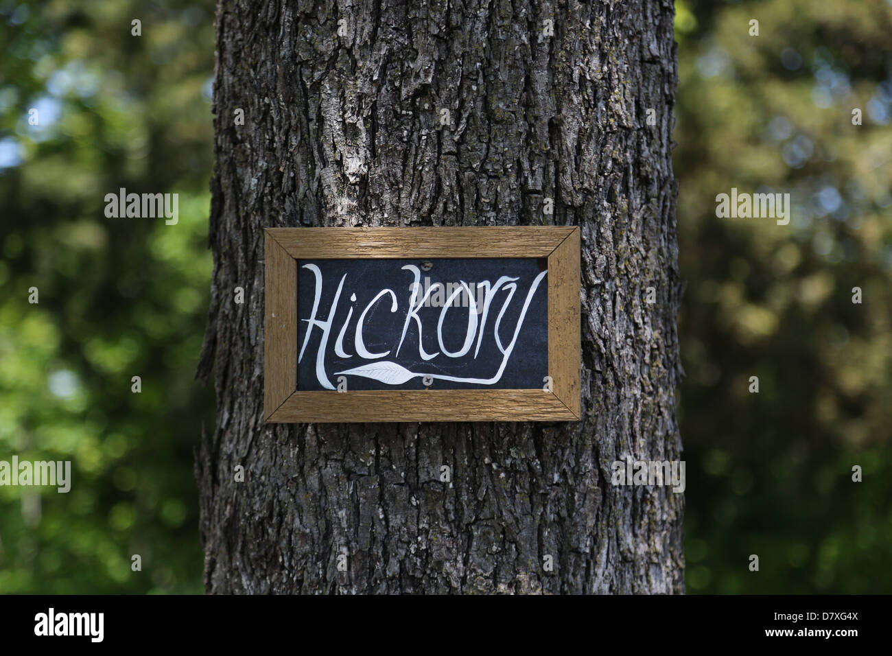 The trunk of a hickory tree labeled with an identifying sign Stock ...