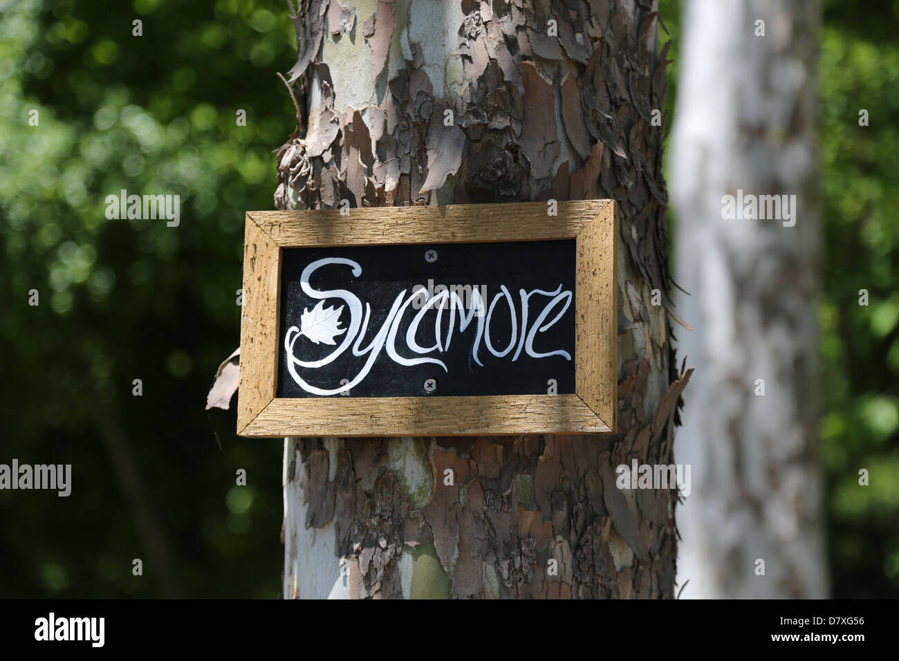 The trunk of a sycamore tree labeled with an identifying sign Stock ...