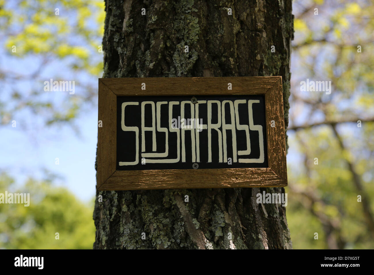 Sassafrass tree hi-res stock photography and images - Alamy