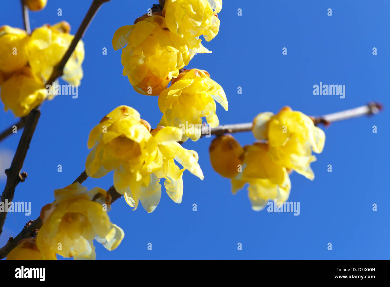 Wintersweet flowers hi-res stock photography and images - Alamy
