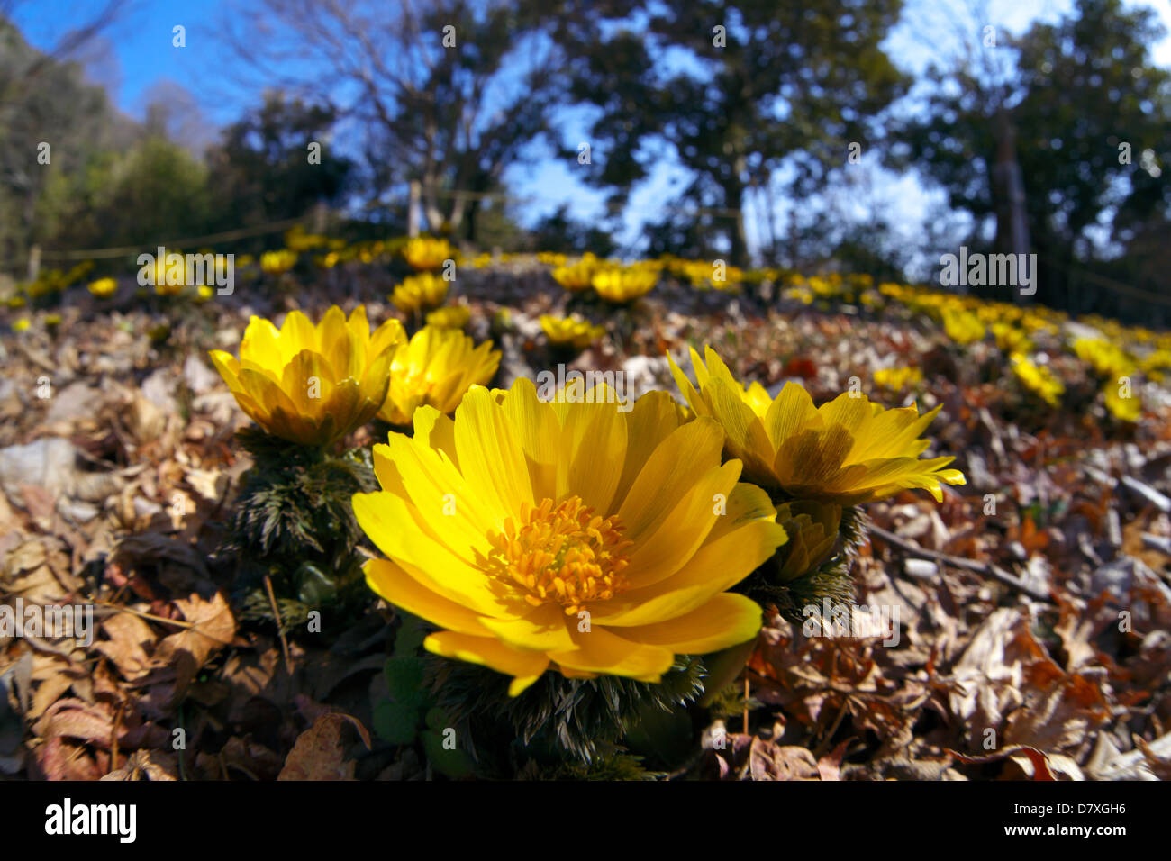 Adonis flowers, Saitama Prefecture Stock Photo - Alamy