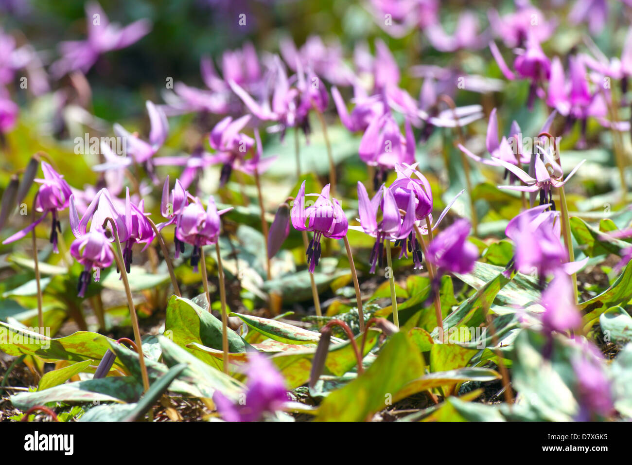 Dogtooth violet hi-res stock photography and images - Alamy