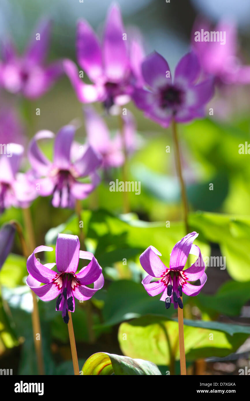 Dogtooth violet hi-res stock photography and images - Alamy