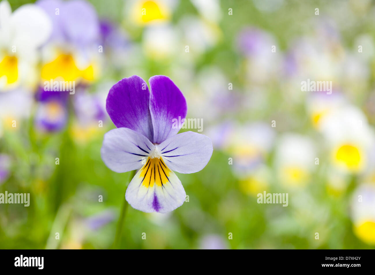 Pansy flower hi-res stock photography and images - Alamy