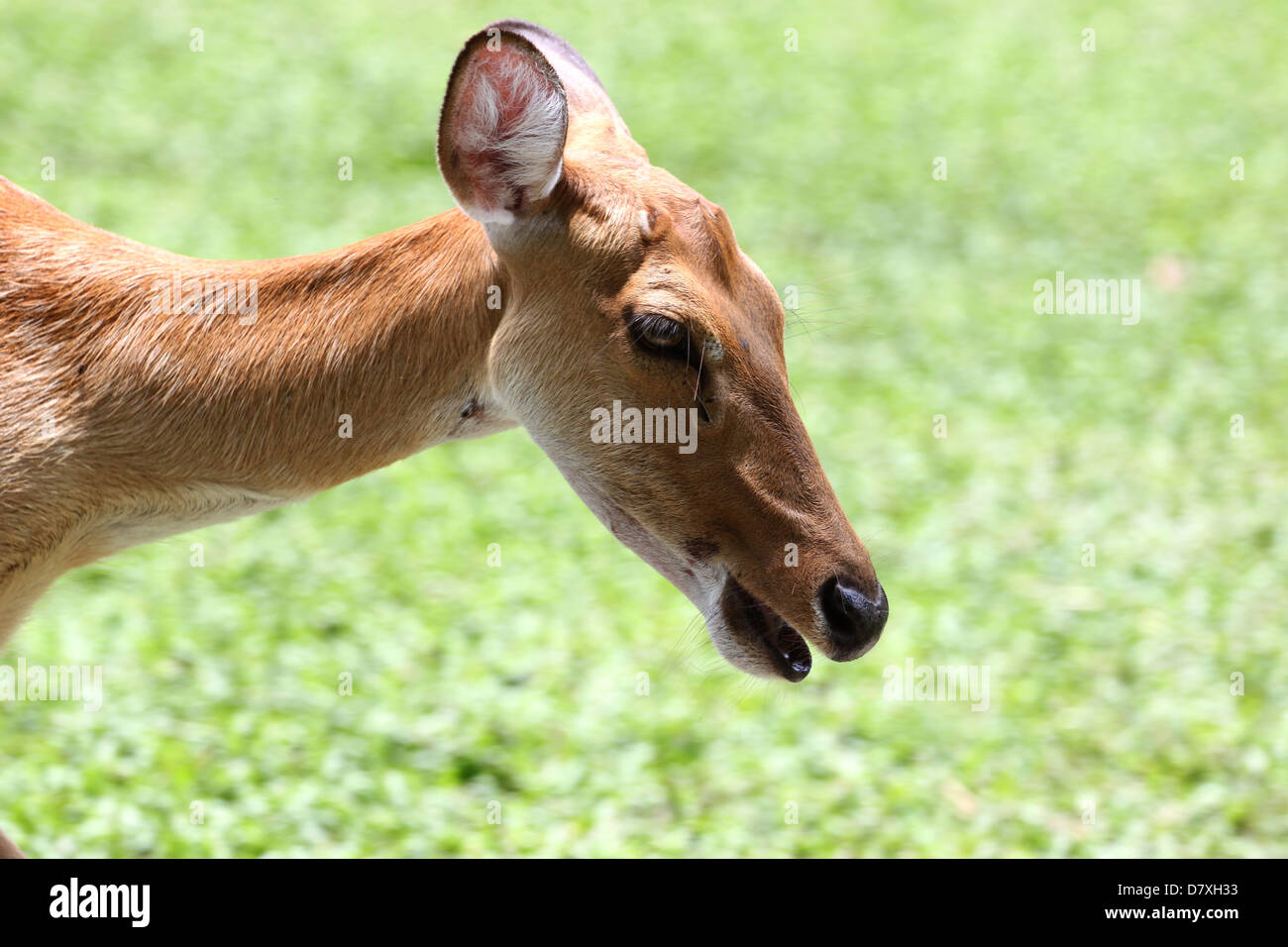 Fawn head hi-res stock photography and images - Alamy