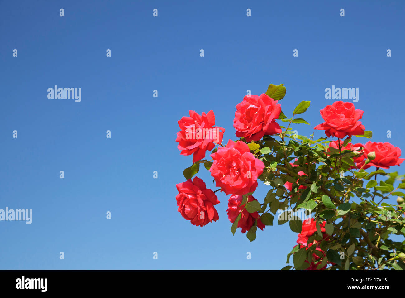 Roses and blue sky Stock Photo - Alamy