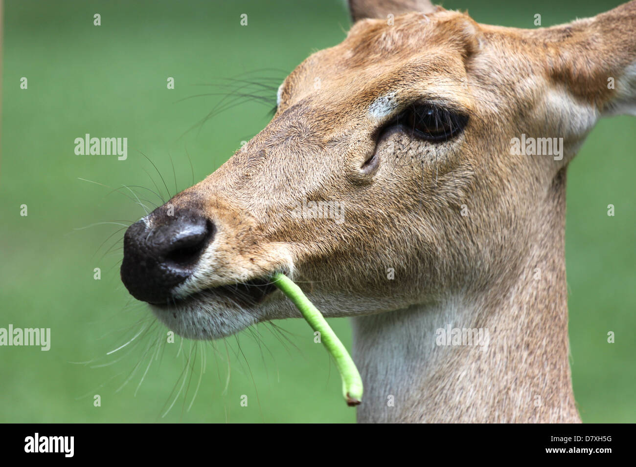 Mammal in focus hi-res stock photography and images - Alamy