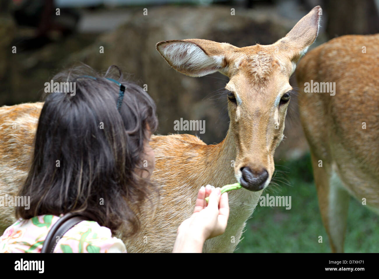Feeding deer hi-res stock photography and images - Alamy