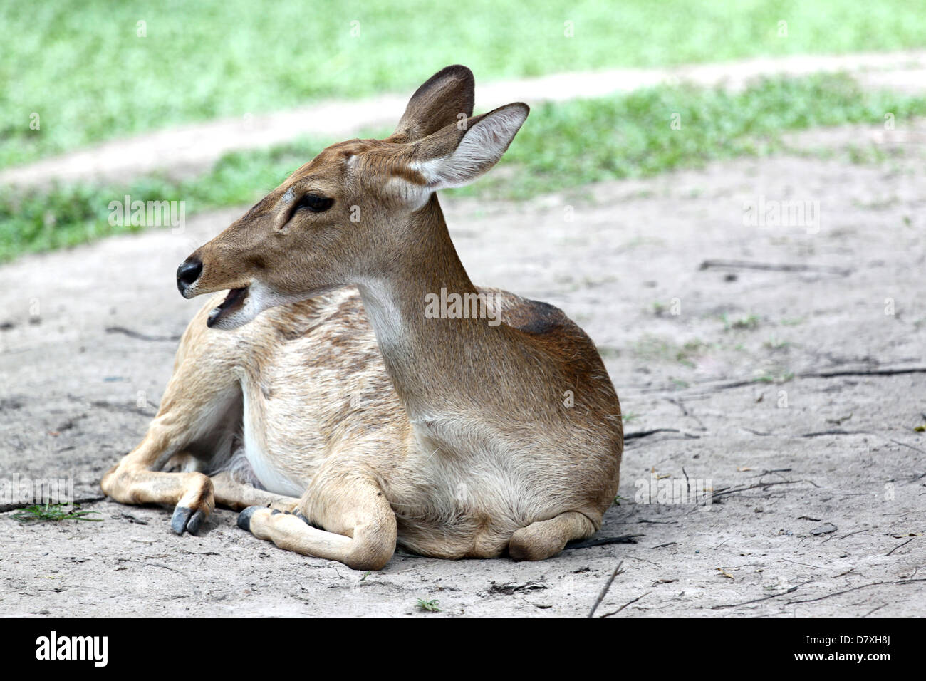 The deer relax in the garden Stock Photo - Alamy