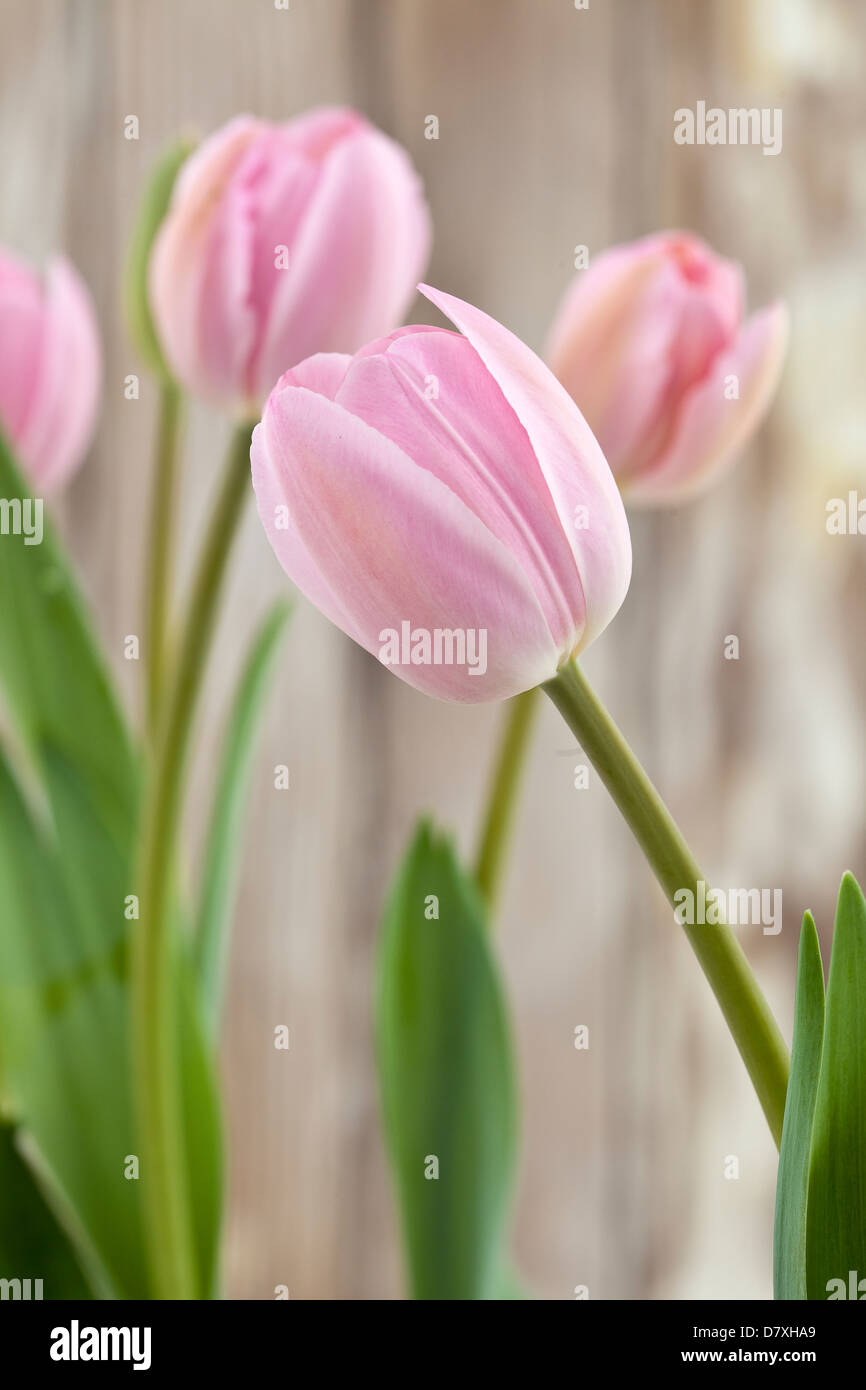 Pink Flowering Bulbs High Resolution Stock Photography and Images - Alamy