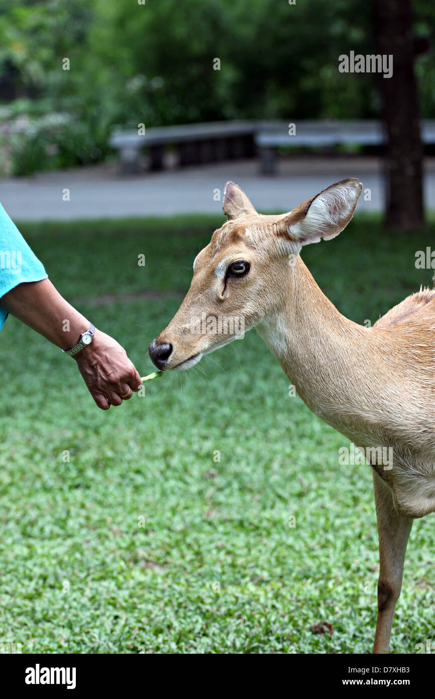 Feeding deer hi-res stock photography and images - Alamy