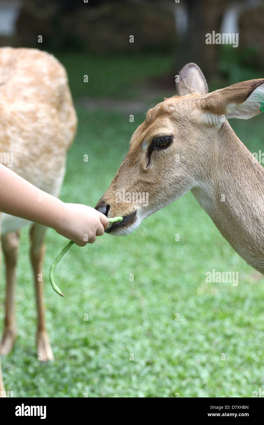 Deer feeding,People are feeding deer Stock Photo - Alamy