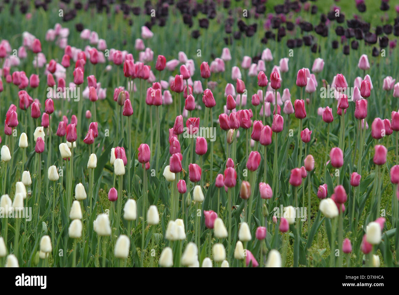 Tulips field of tulips hi-res stock photography and images - Alamy