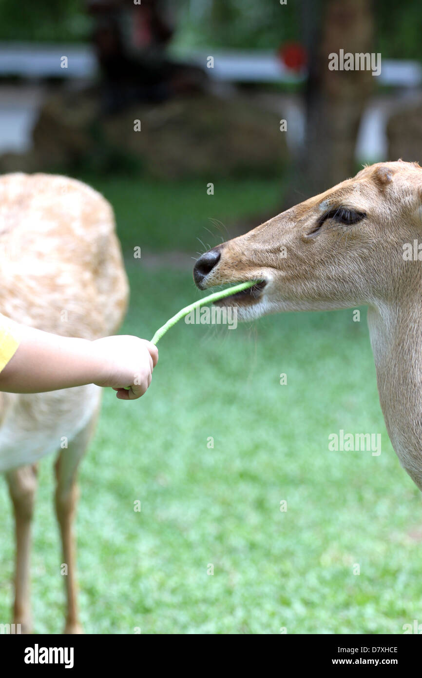 Deer feeding,People are feeding deer Stock Photo - Alamy