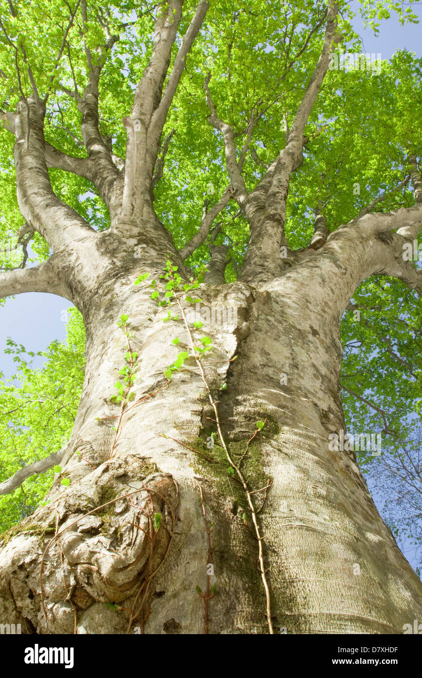 Big tree stem hi-res stock photography and images - Alamy