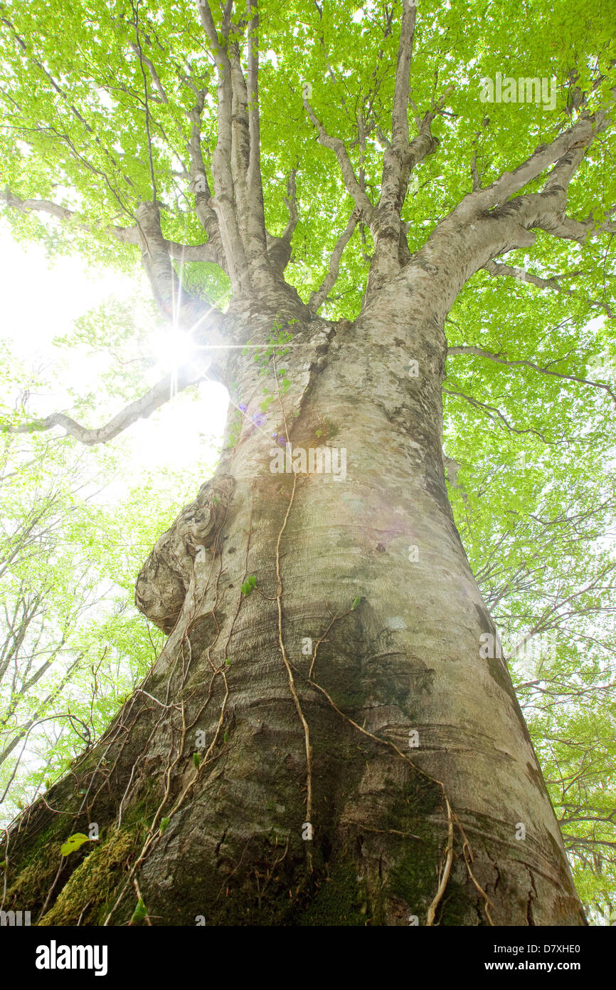 Big beech tree Stock Photo - Alamy