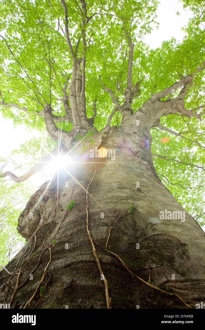 Big beech tree Stock Photo - Alamy