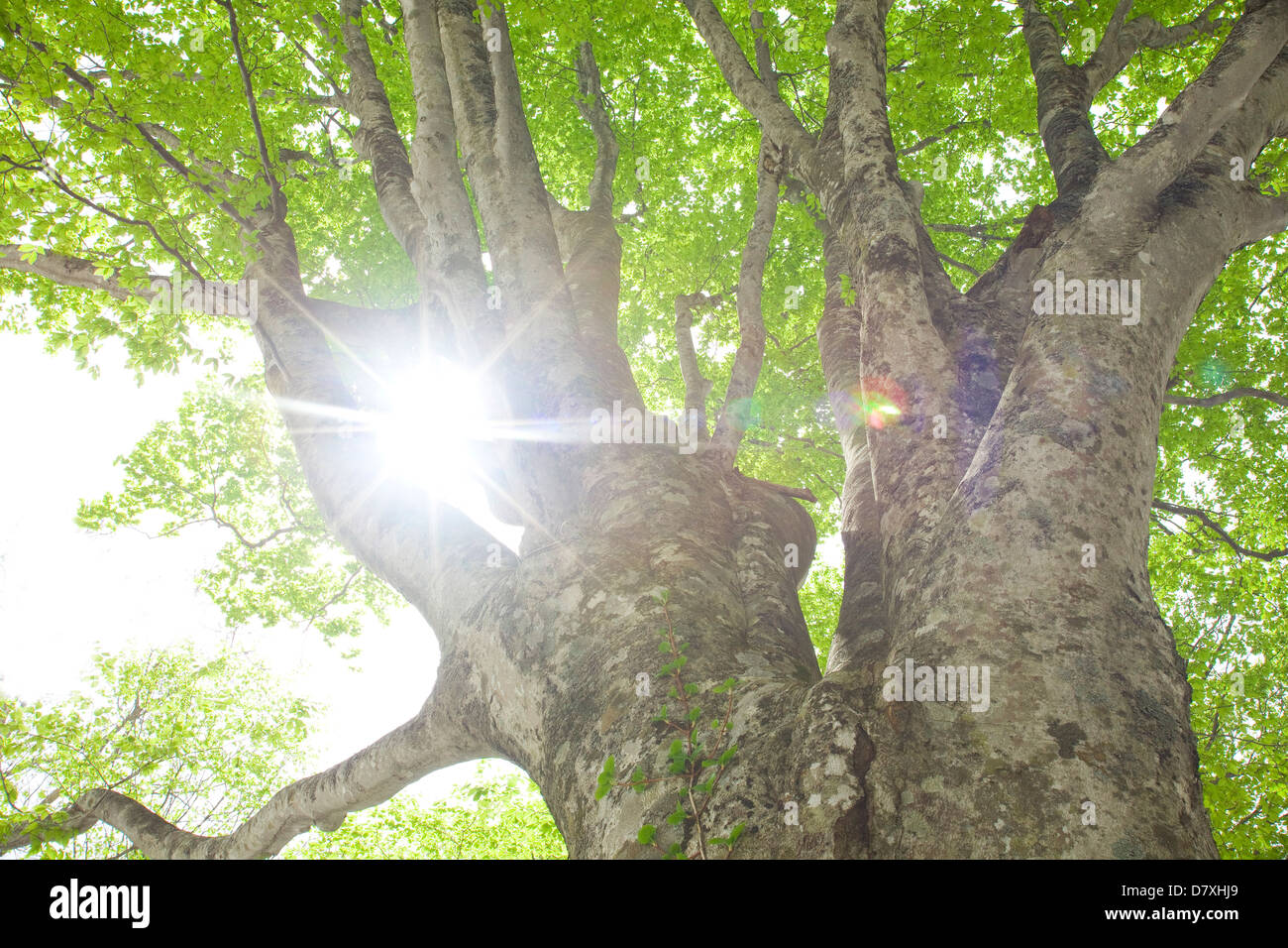 Big beech tree Stock Photo - Alamy