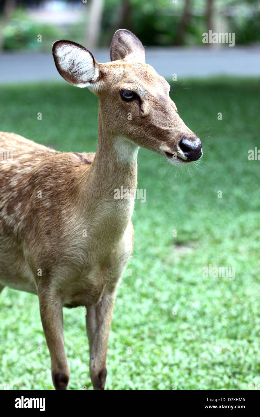 The side of the head deer in the garden Stock Photo - Alamy