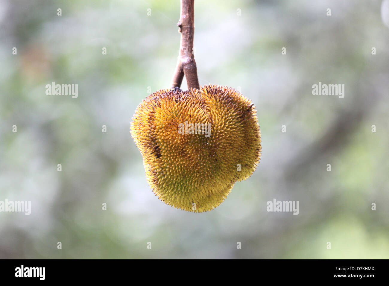 The small Jackfruit It has a sweet taste Stock Photo - Alamy