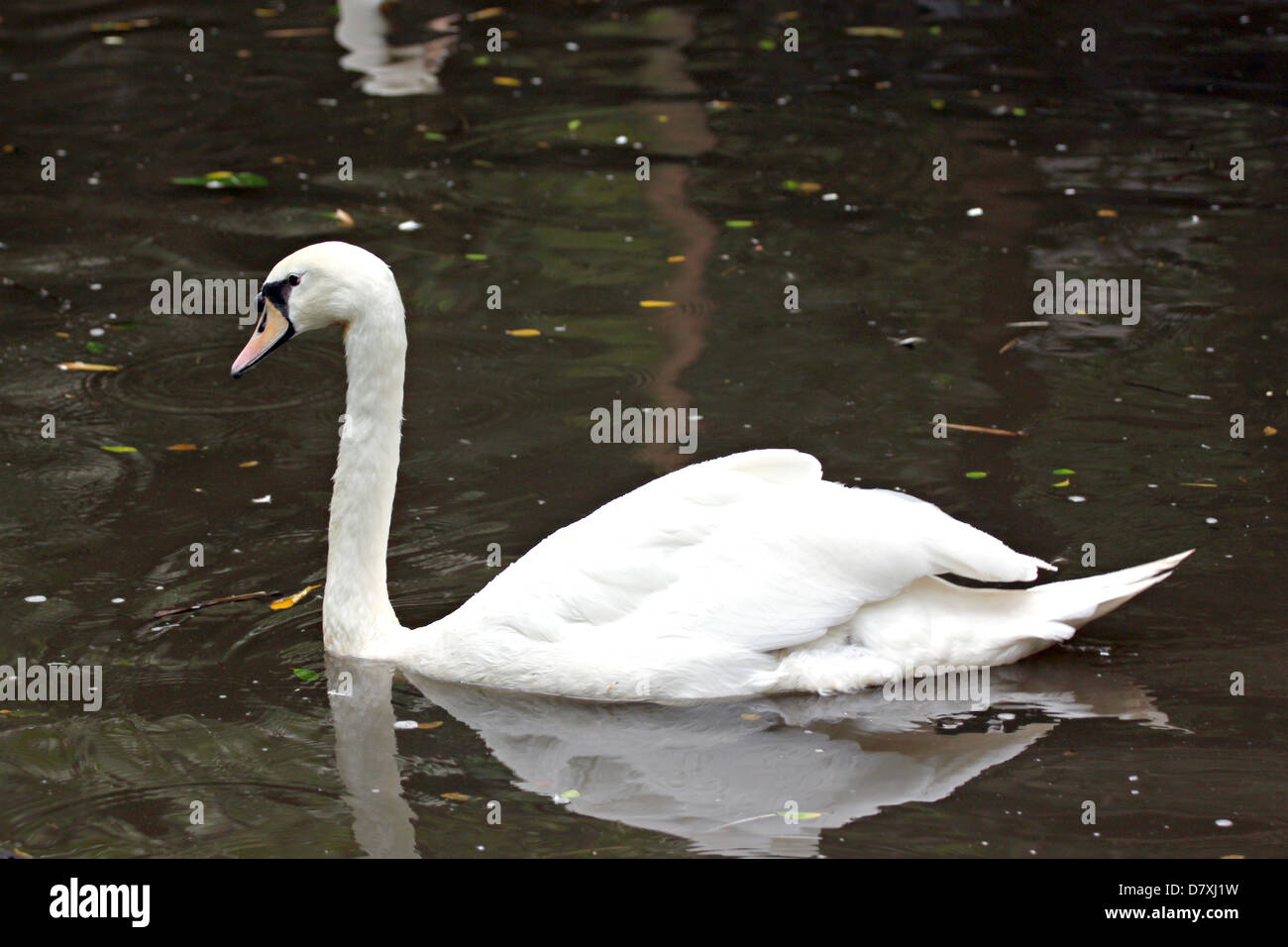 White domestic geese hi-res stock photography and images - Alamy
