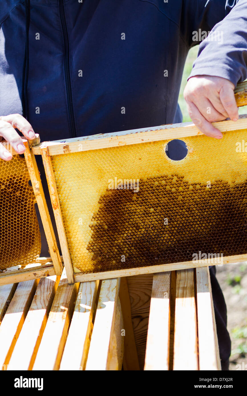 Installation of bee hives at new location Stock Photo - Alamy