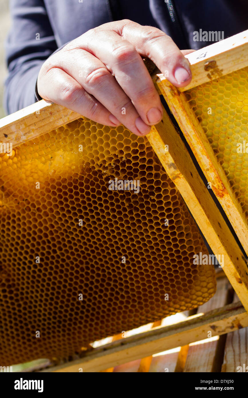 Installation of bee hives at new location Stock Photo - Alamy