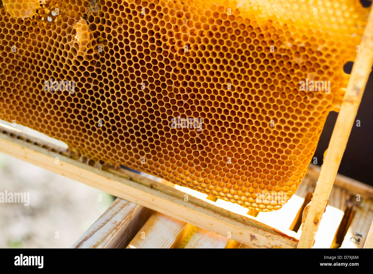Installation of bee hives at new location Stock Photo - Alamy