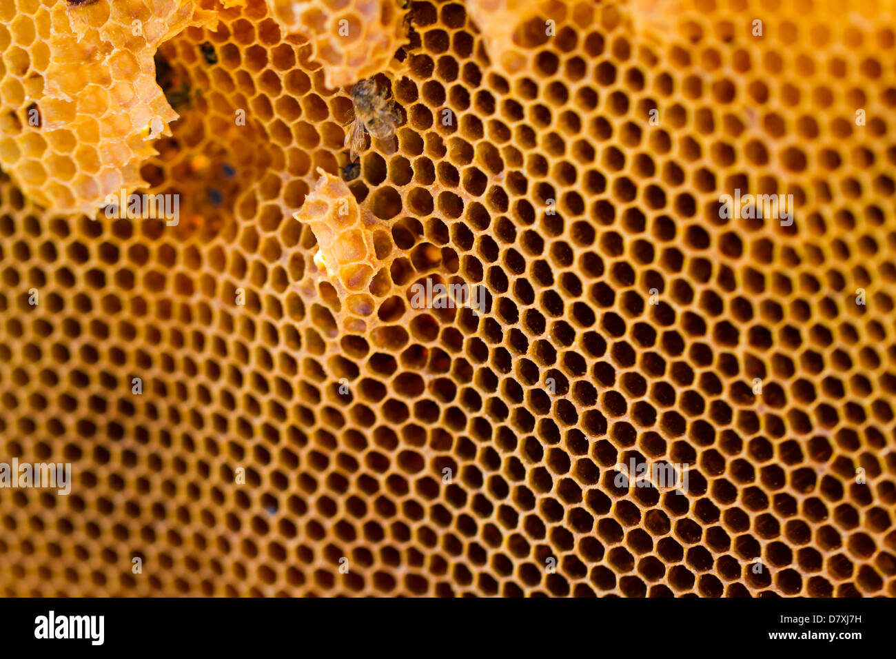 Installation of bee hives at new location Stock Photo - Alamy